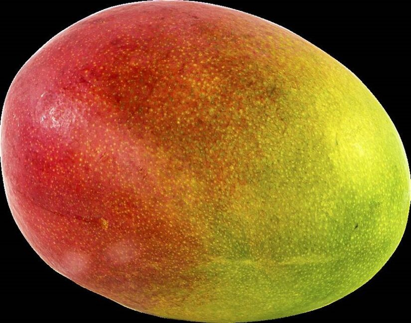 Jak posadzić mango z pestki? - Archihome